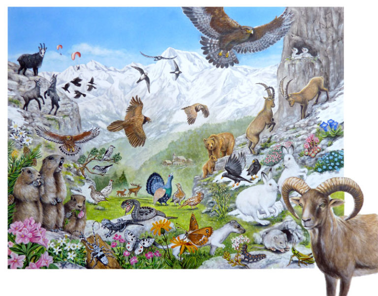 Panoramabild "Tiere der Alpen" - The art of Stephanie NaglschmidThe art ...