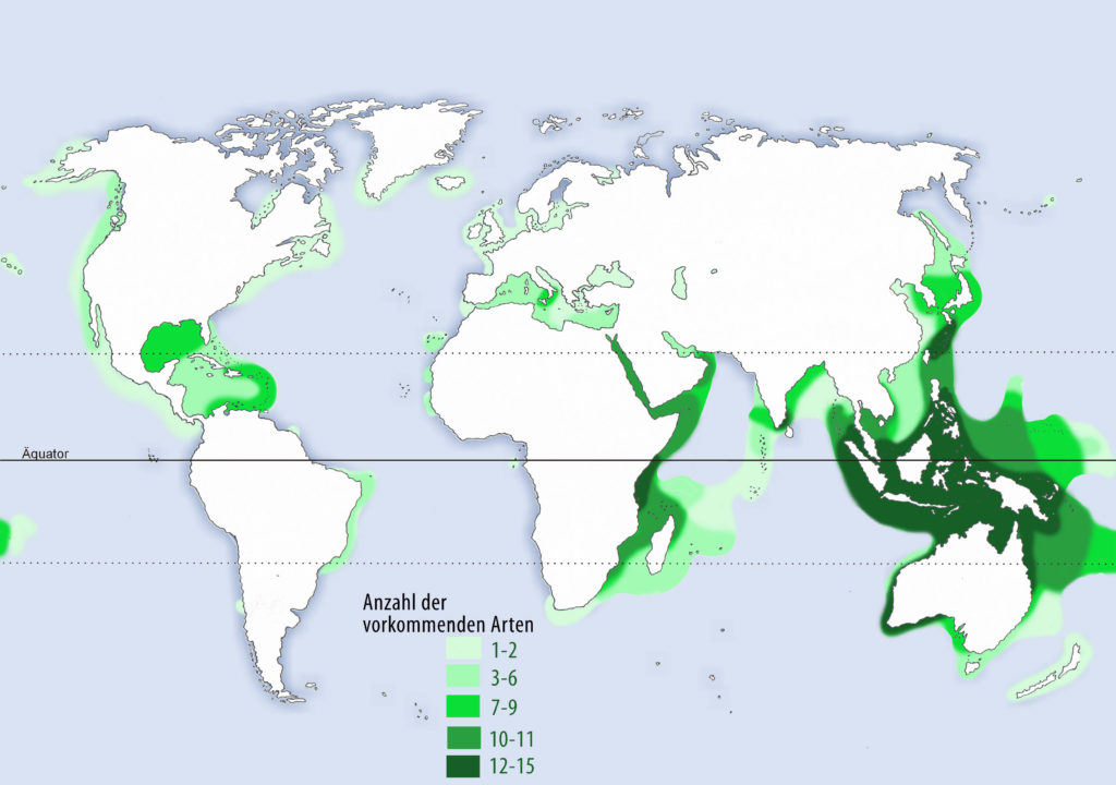 Weltweite Seegräser - The art of Stephanie NaglschmidThe art of ...