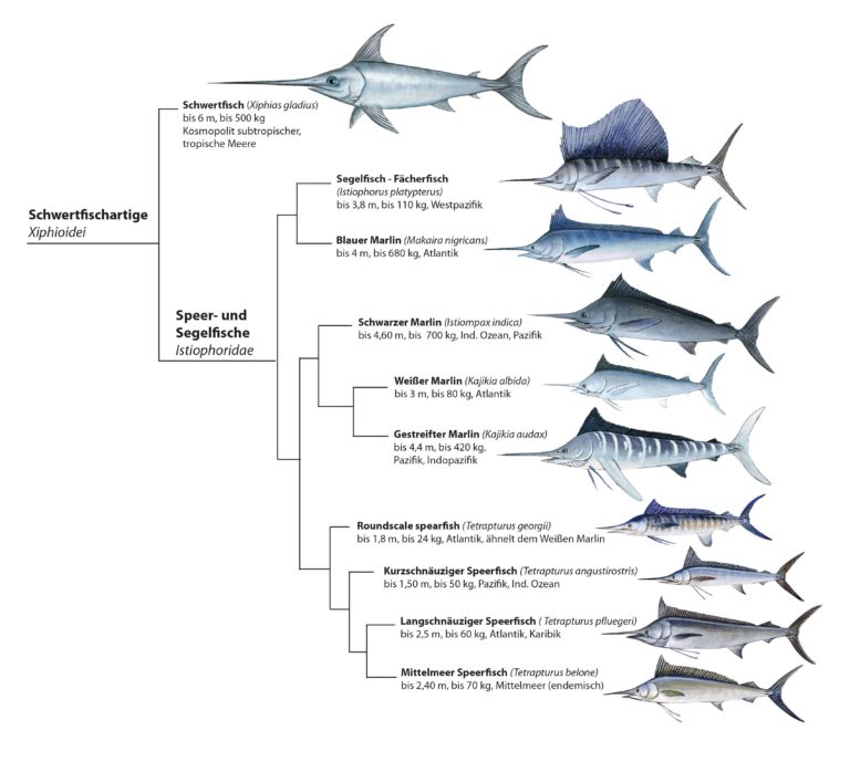 Illustration Schwertfische - The art of Stephanie NaglschmidThe art of ...